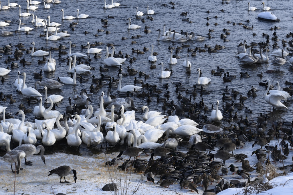 Swan Park - A cacophony of sounds