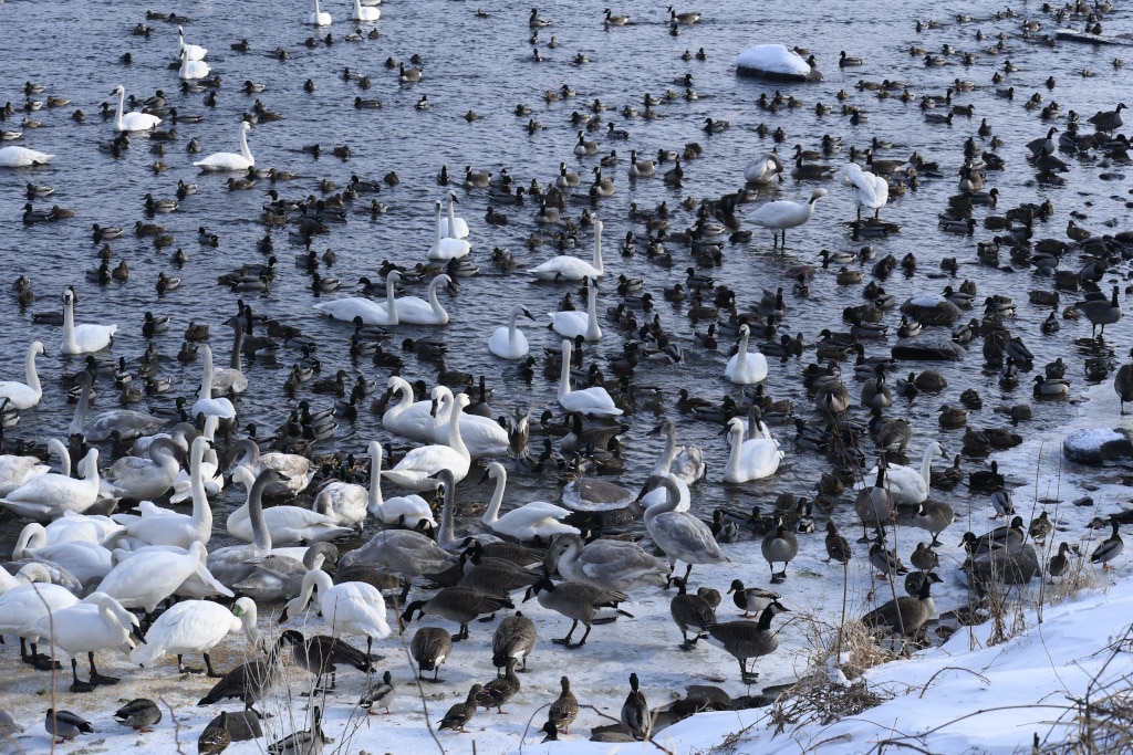 Swan Park - A cacophony of sounds