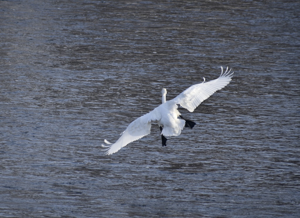 Swan Park - A cacophony of sounds