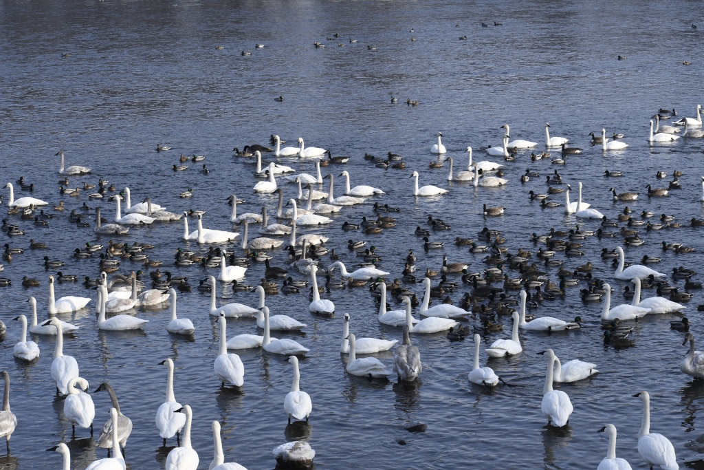 Swan Park - A cacophony of sounds