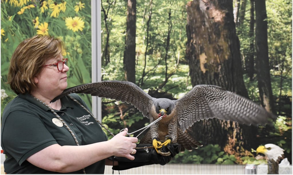 TRC – Helping raptors, training vets & educating the public
