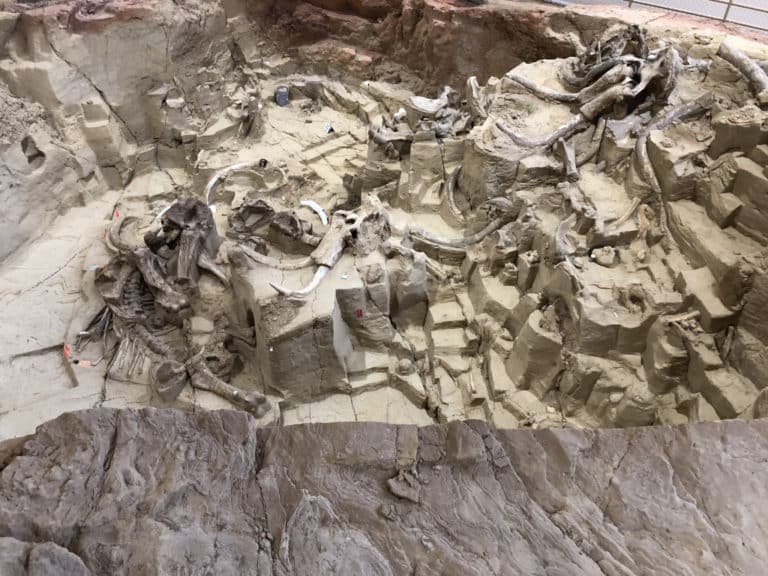 The Mammoth Site, your kids will dig it!